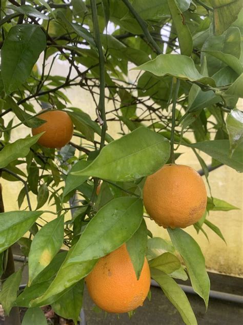 Citrus X Sinensis • Viveros Borrazás