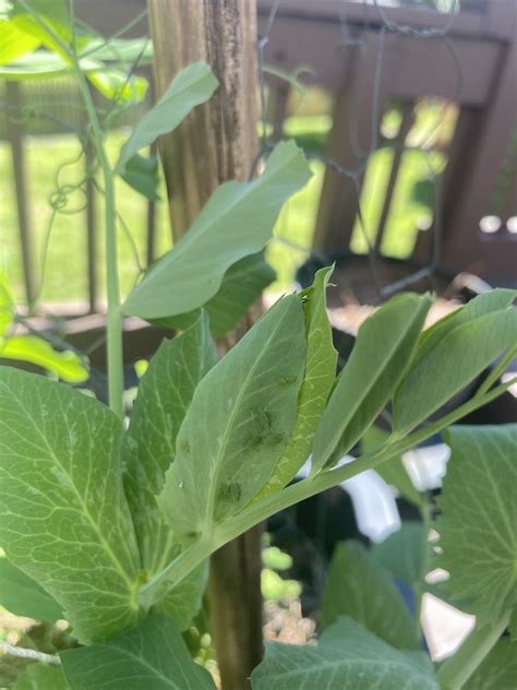 Pea Aphids R Insects
