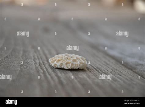 Coral Closeup View Hi Res Stock Photography And Images Alamy