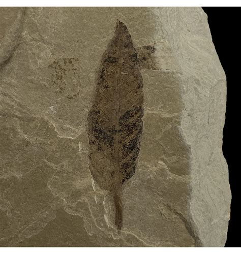 Fossils For Sale Fossils Eocene Fossil Leaf From The Green