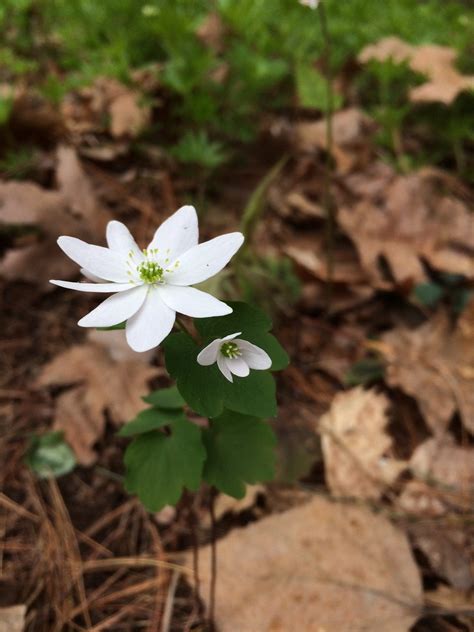 Ela News May 2021 Ecological Landscape Alliance
