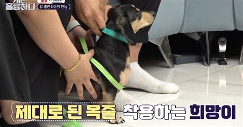 강형욱 위협적 반려견 체형 변화 걱정no 절대 하네스 말고 목줄”개훌륭 결정적장면