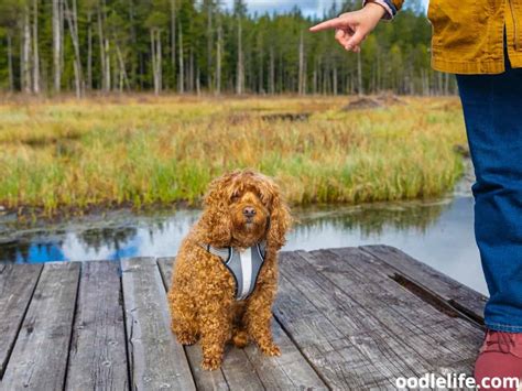 Cavapoo Tails What They Look Like Tail Docking Injuries And Tail