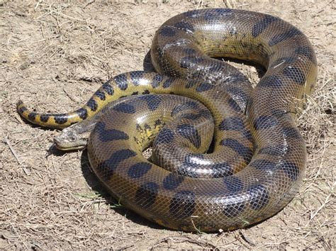 Anaconda Flickr Photo Sharing