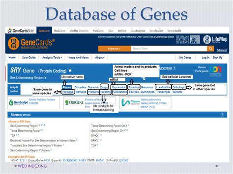 Bridging Histology And Bioinformatics Ppt