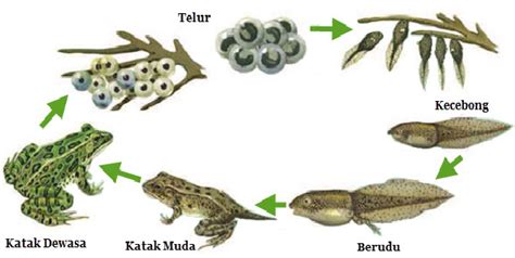 Pengertian Dan Proses Daur Hidup Makhluk Hidup Ilmu Pengetahuan Dasar