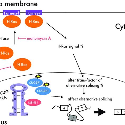In Dm1 It Is Known That Expanded Cug Repeat Rna Transcripts Trap Mbnl1