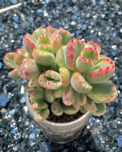 Bear Paw Succulent Care Guide Tips And Tricks For Keeping Your Plant
