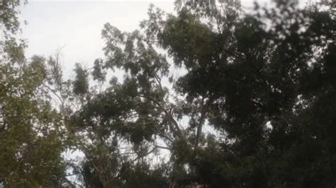 Wind Blowing Trees In Forest