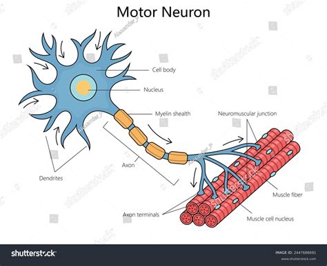 Neuron Diagram Labeled Human Anatomy