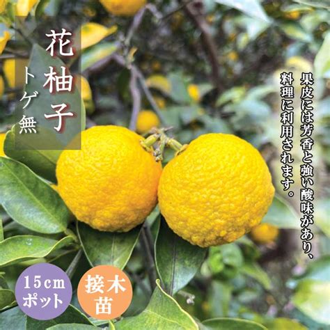 ゆず 苗木 花柚子 とげなし 一才柚子 柚子 15cmポット 接木 柑橘苗 柑橘 自家結実性 ガーデニング 園芸 送料無料 2年生苗 柑橘
