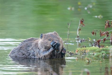 Do Beavers Lay Eggs Exploring The Reproduction Of These Aquatic Mammals