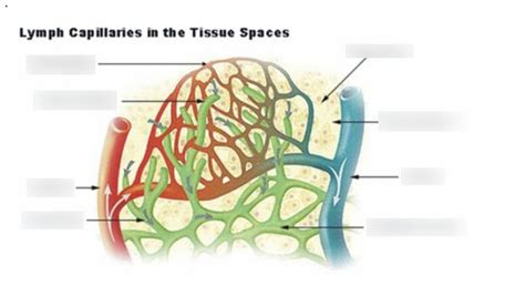 Capillary Quizlet Definition At Vivian Nelson Blog