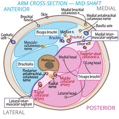 Gross Anatomy Glossary Arm Cross Section Ditki Medical And Biological Sciences