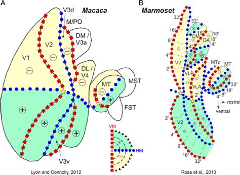 Visual Cortical Organization In Gyrencephalic And Lissencephalic