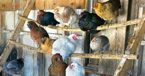 How To Keep Mites Out Of A Chicken Coop The Novice Homestead