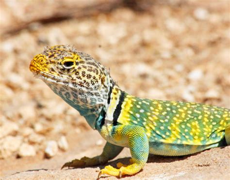 Top 10 Lizards Of Texas Id Guide
