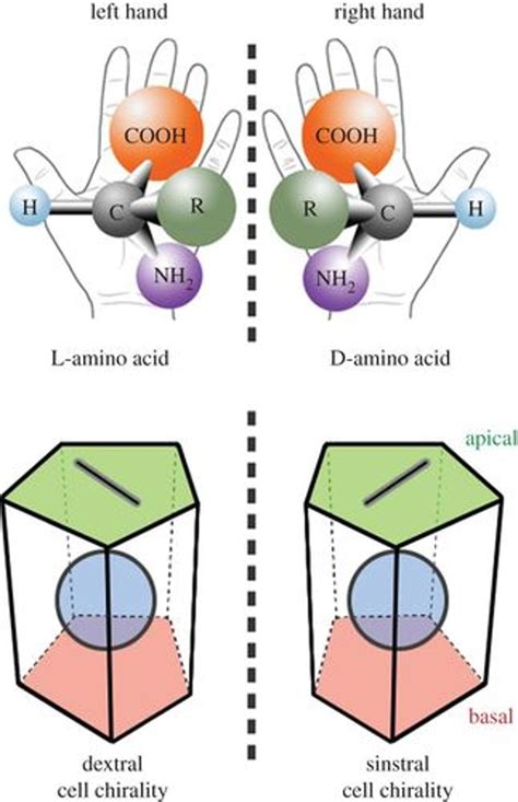 Attosecond Scale Research Elucidates Dynamics Of Spin Dependent Quantum