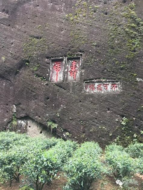大紅袍岩茶還傻傻分不清楚吧來看入門貼 每日頭條