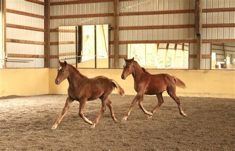 Moana Navigator Moana Morgans