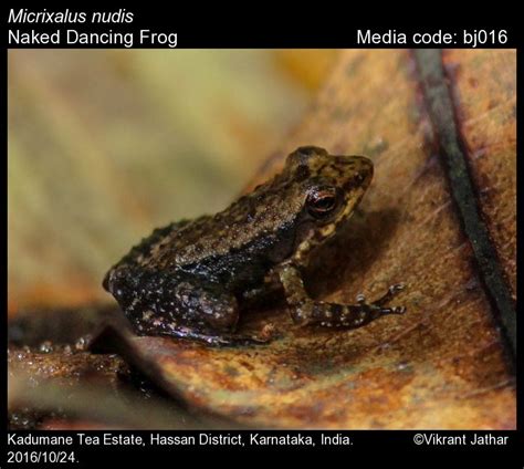 Micrixalus Nudis Pillai 1978 Naked Dancing Frog Amphibians