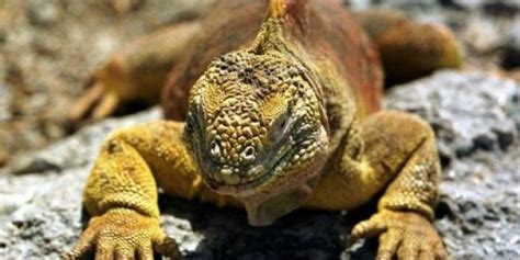 Земноводни и влечуги Застрашени животни и растения в България