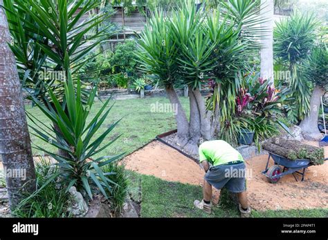 Man Laying New Lawn With Sir Walter Sapphire Buffalo Turf Lawn At A