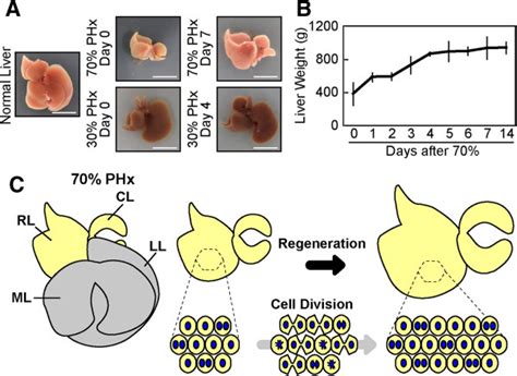 The Widely Accepted Model Of Liver Regeneration A Liver
