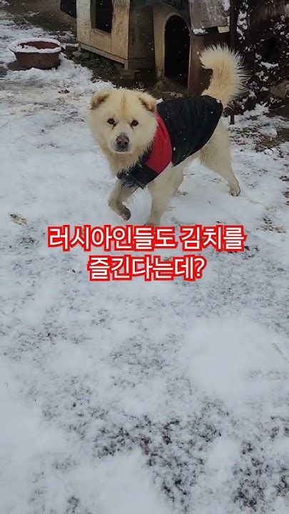 이곳은 러시아인가곰인가개인가곰개개곰 Youtube