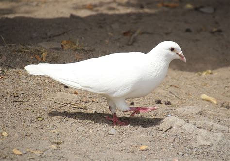 Dove Feathers Plumage Free Photo On Pixabay