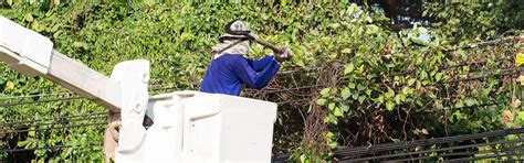 Line Clearing Muskoka Line Clearing A Perfect View Tree Service