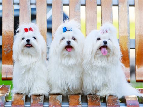 Best Brushes For Maltipoos Poodlemix