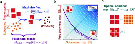 Derivation Of The Optimal Relationship Between Enzyme And Substrate Download Scientific Diagram