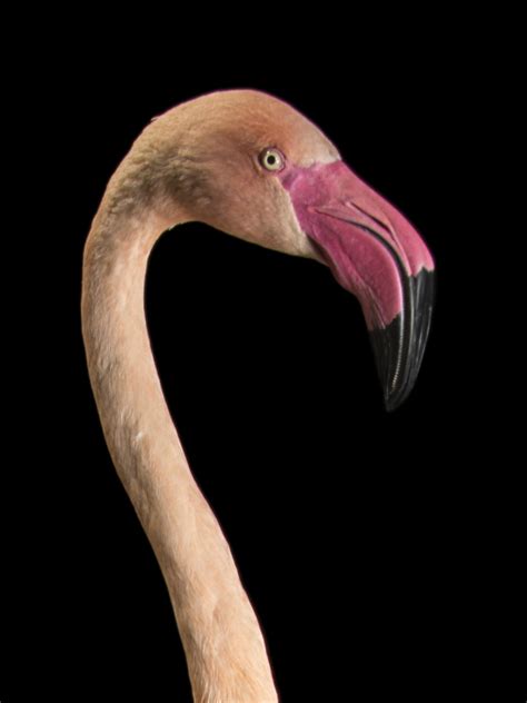 Greater Flamingo
