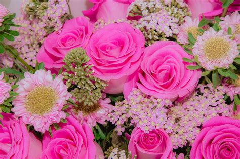 คลังภาพถ่ายฟรีของ Rosaceae กลิ่นหอมหวาน กลีบดอก การจัดดอกไม้ การตก