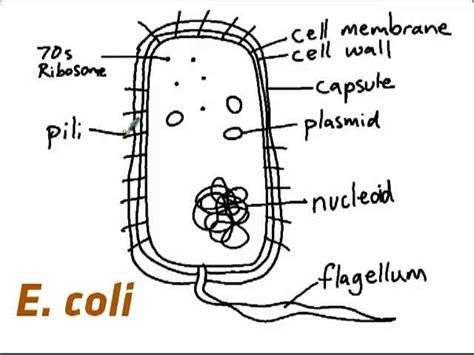 Diagram Of E Coli Bacteria Coli Escherichia