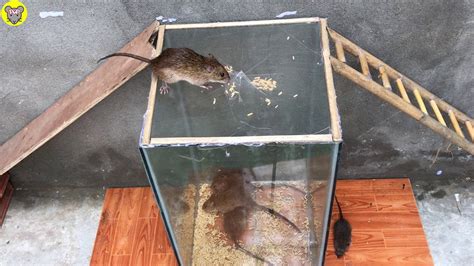 How To Make Mouse Rat Trap 🐭 10 Mice Trapped In One Night 🐀 Best Mouse