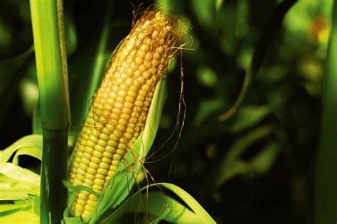 New In Corn Hybrids For The West Country Guide