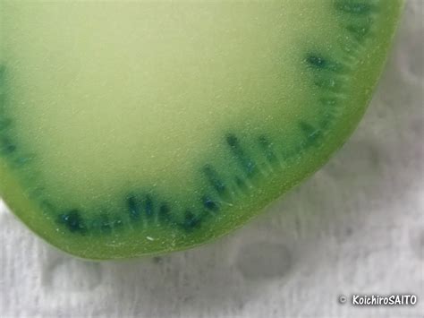 茎の維管束の観察 K s理科実験室 K s Science Lab