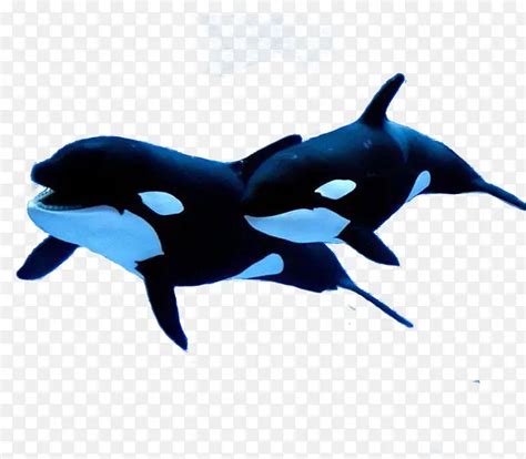 海洋生物PNG图片素材下载 图片编号yogellwy 免抠素材网