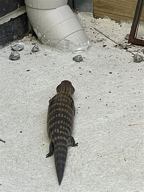 What Is This Sorry For The Bad Angle We Didnt Dare Go Out R Australia