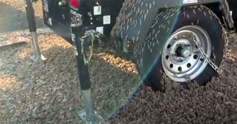 Grasshopper Swarm In Las Vegas Is So Large It Likely Is Showing Up On