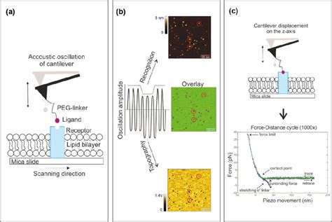 Experimental Setup Of Atomic Force Microscopy Afm Based Force
