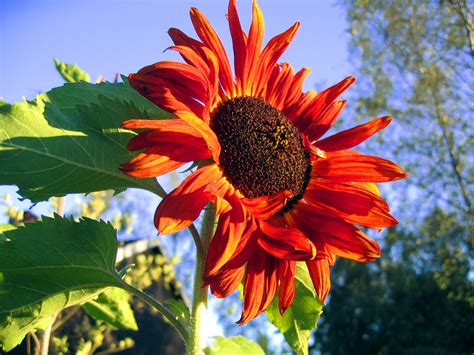 Sunflower Flowers Photo Fanpop