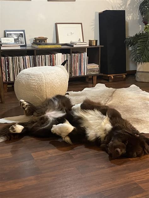 Caddy Rnewfoundlander