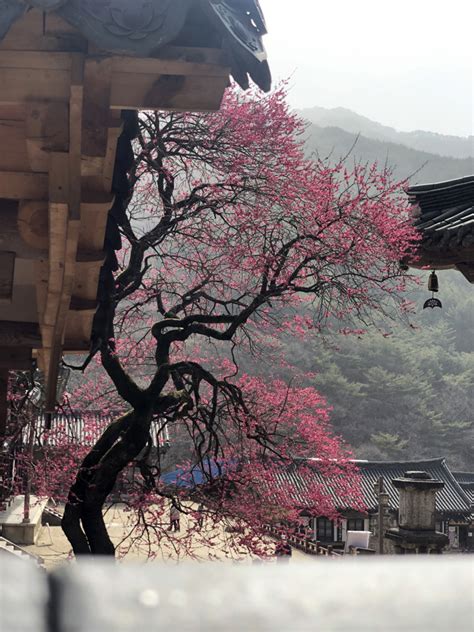 제1회 홍매화·들매화 콘테스트 수상작 가족상 사진게시판 화엄사 대한불교조계종 제19교구본사 지리산 대화엄사