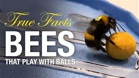 Just How Smart Are Bees True Facts Has Answers