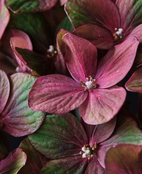 Buy Rare Unusual And Exciting Plants Hayloft Hydrangea Magical Chocolate