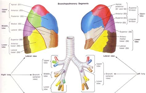 Anatomy Lung Lobes Images Human Anatomy Learning Bronchopulmonary Lung Anatomy Lung Lobes