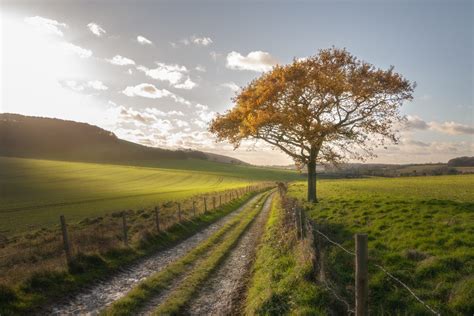 The Importance Of Trees By Lost Habitat